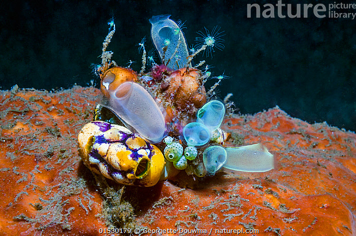 Stock photo of Sea squirts: Golden sea squirt (Polycarpa aurata) and ...