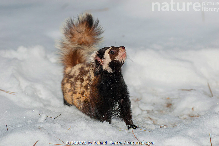 Stock photo of Marbled polecat (Vormela peregusna) in snow. Captive ...