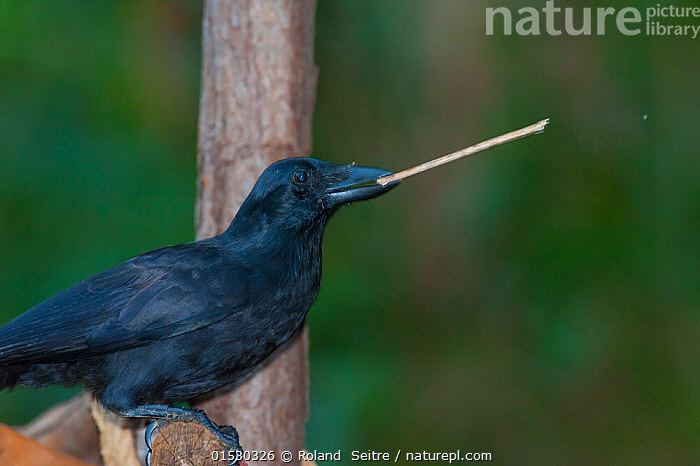 Stock photo of New-Caledonian crow (Corvus moneduloides) with stick ...