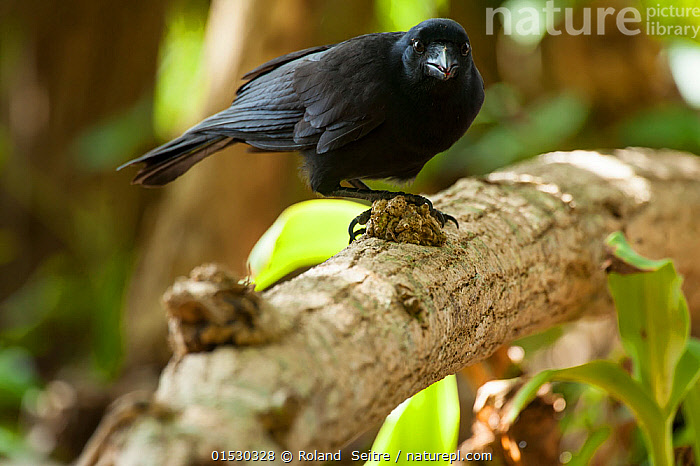 Stock photo of New-Caledonian crow (Corvus moneduloides) perched ...