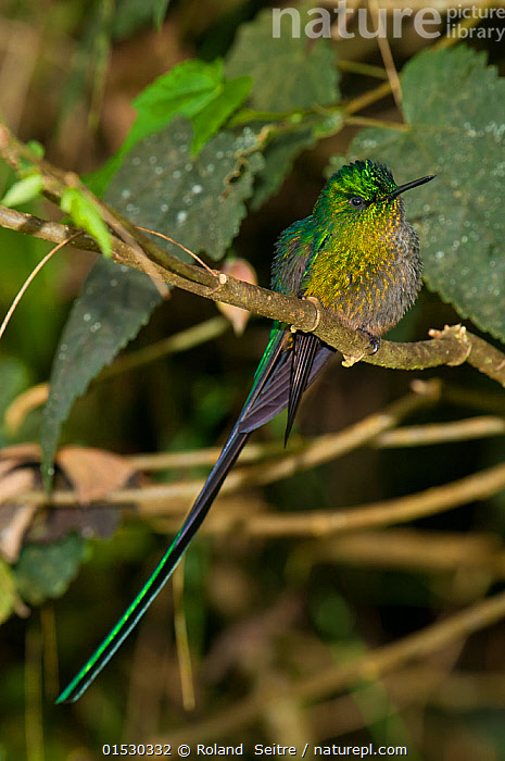 Stock photo of Long-tailed sylph hummingbird (Aglaiocercus kingi ...