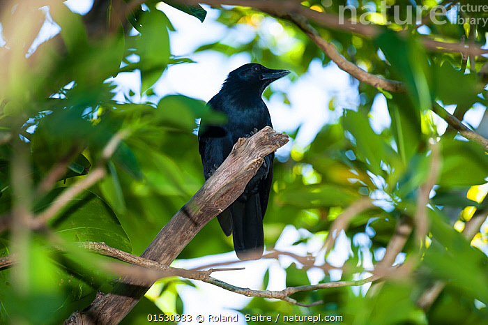 Stock photo of New-caledonian crow (Corvus moneduloides) Touaourou ...