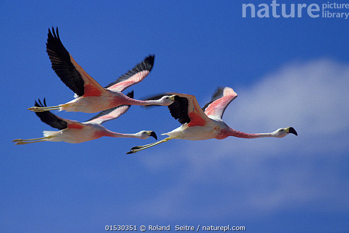 Stock photo of Andean flamingo (Phoenicoparrus andinus) group of three ...