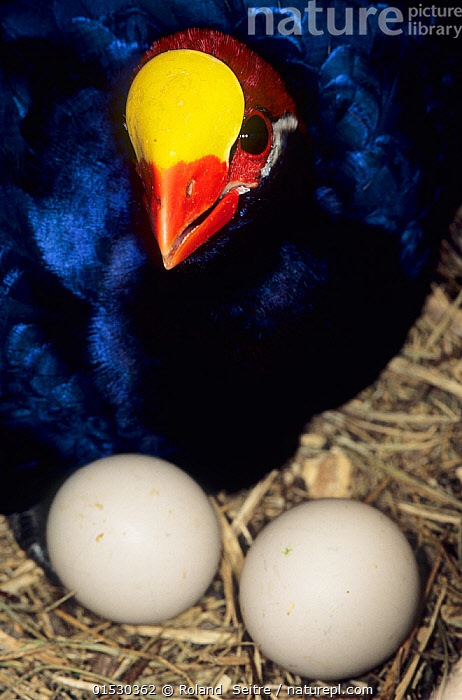 Stock photo of Violet turaco (Musophaga violacea) with eggs, captive ...