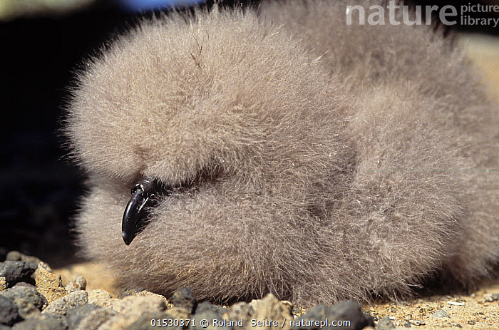 Stock photo of Trinidade petrel (Pterodroma arminjoniana) chick with ...
