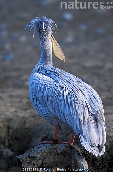 Stock photo of Pink-backed pelican (Pelecanus rufescens) rear view ...