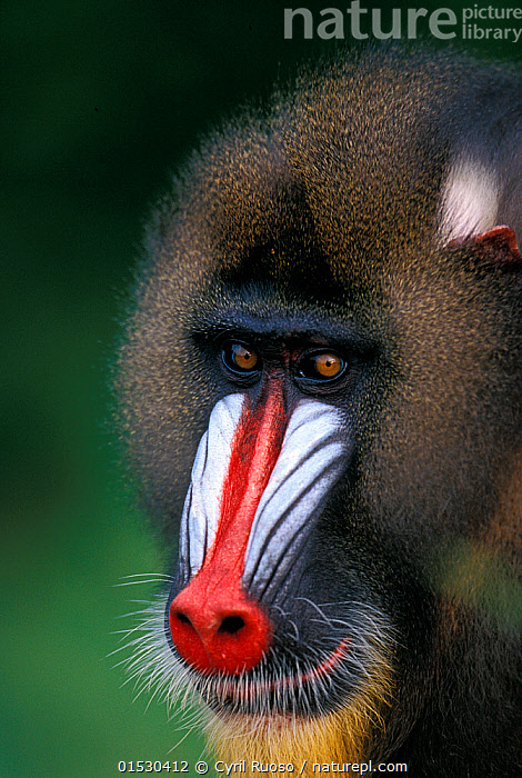 Stock photo of Male Mandrill (Mandrillus sphinx) portrait, Gabon ...