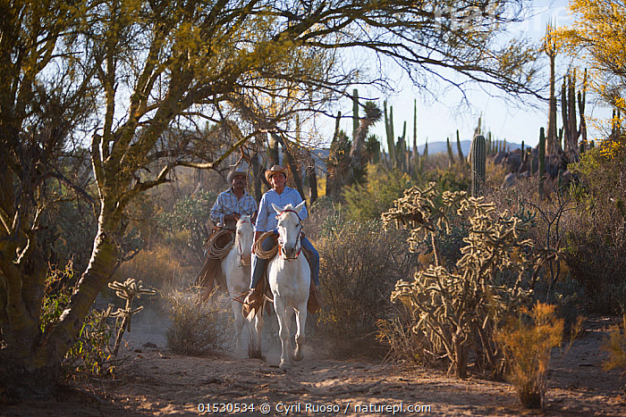 Stock photo of Two cowboys riding horses through desert, Vizcaino ...