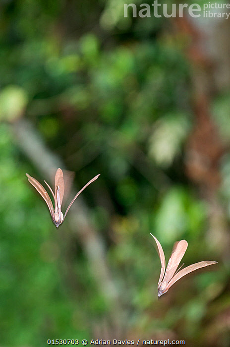 Stock photo of Dipterocarp seeds (Shorea sp) falling from tree. Primary ...