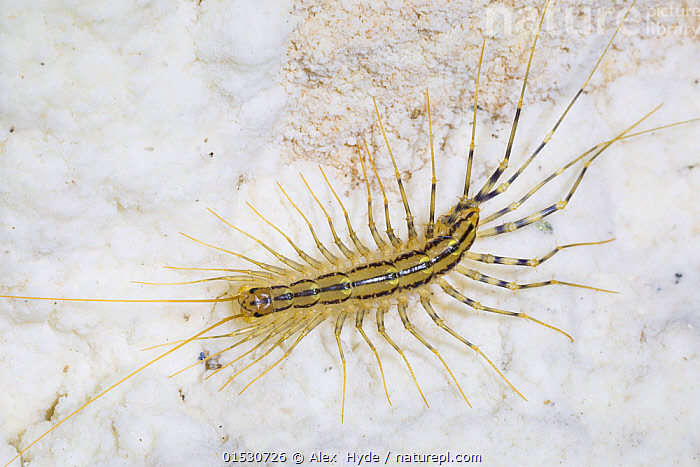 Stock photo of European House Centipede (Scutigera coleoptrata) in ...