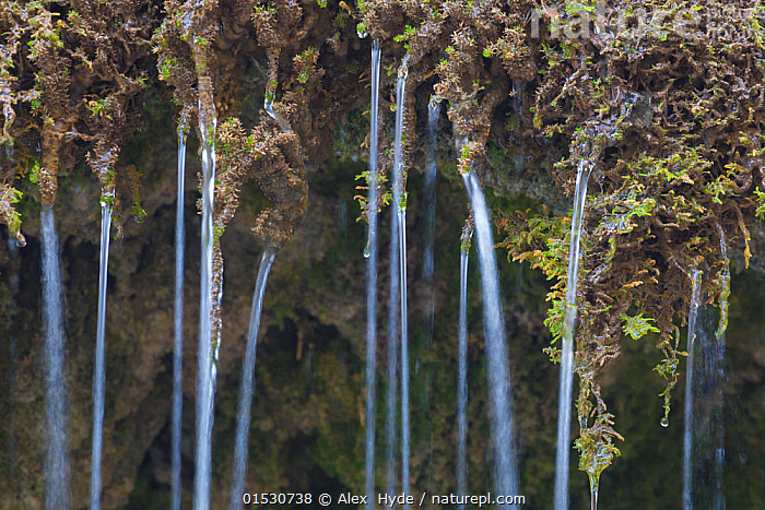 Stock photo of Water seeping through moss in naturally formed tufa dam ...