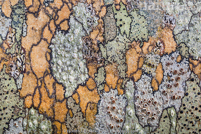 Stock photo of Various lichen species growing on wooden hand rail ...