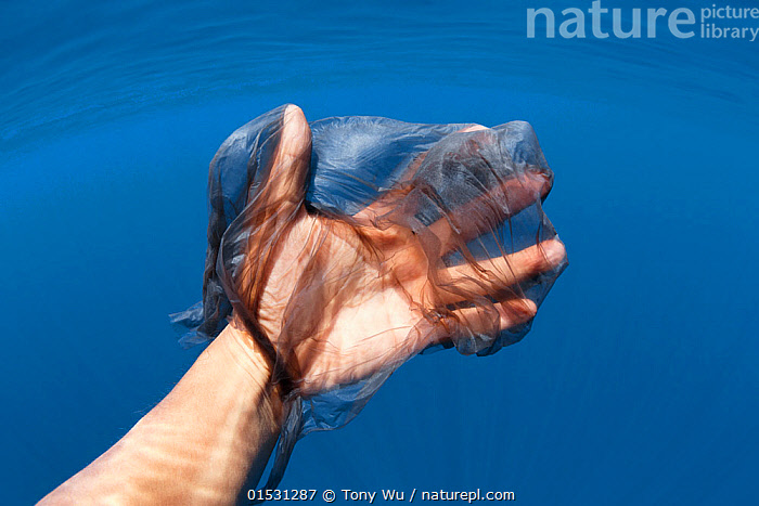 Stock photo of Sperm whale (Physeter macrocephalus) skin on human hand ...
