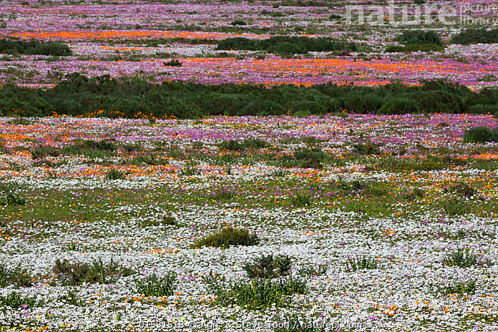 Stock photo of Spring wild flowers, Postberg section, West Coast ...