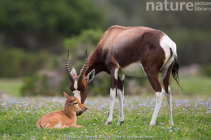 Stock photo of Bontebok (Damaliscus dorcas dorcas) mother with newborn ...