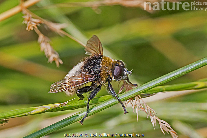 Stock photo of Large narcissus fly (Merodon equestris) covered in ...