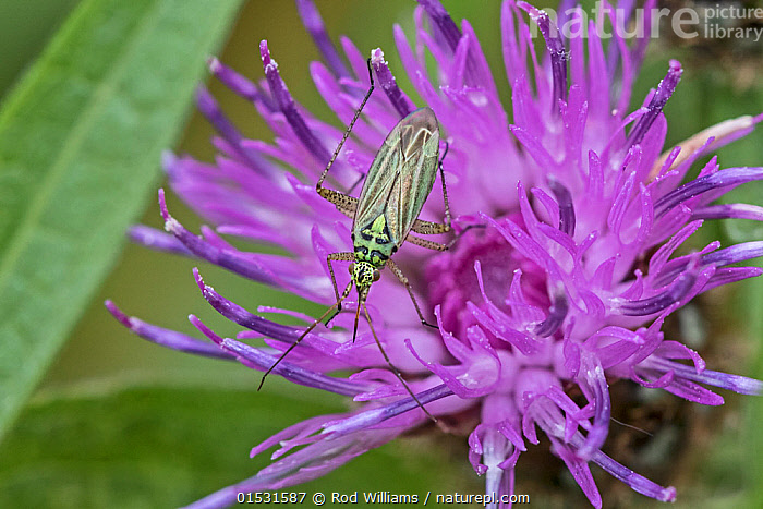 Stock photo of Mirid bug (Oncotylus viridiflavus) feeding on Knapweed ...