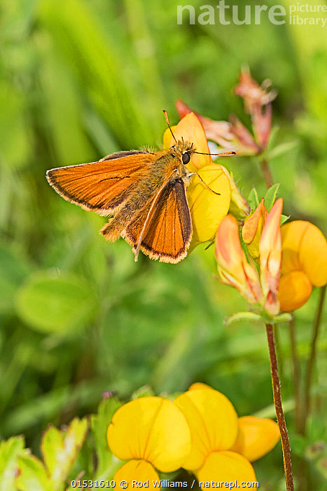 Stock photo of Male Small skipper butterfly (Thymelicus sylvestris ...