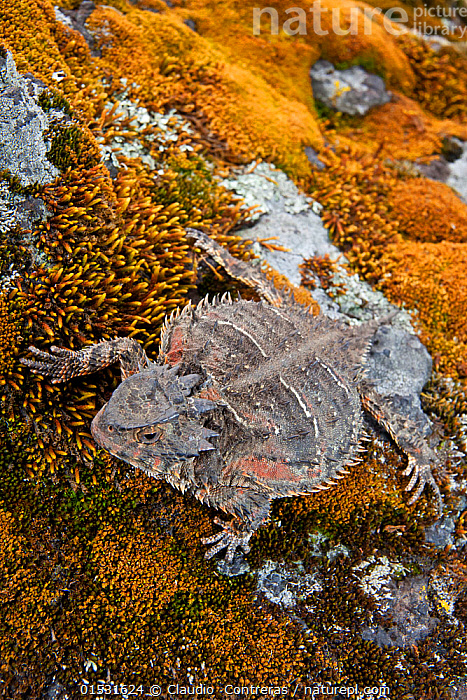Stock photo of Mexican Mountain Horned Lizard (Phrynosoma orbiculare ...
