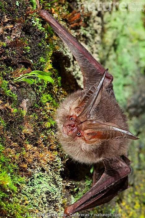 Stock photo of Townsend's big-eared bat (Corynorhinus townsendii ...