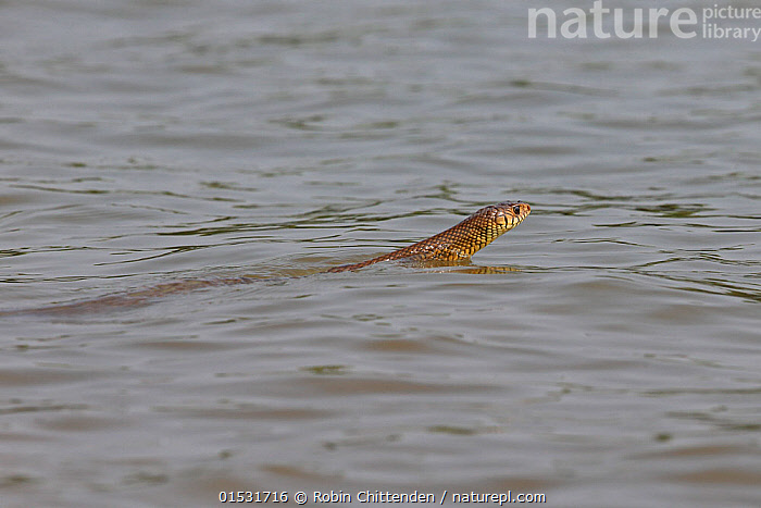 Stock photo of Oriental Rat snake (Ptyas mucosa) swimming, Goa India ...