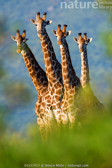Four Giraffes We Studied More Than 500 Giraffe Skulls From All Over