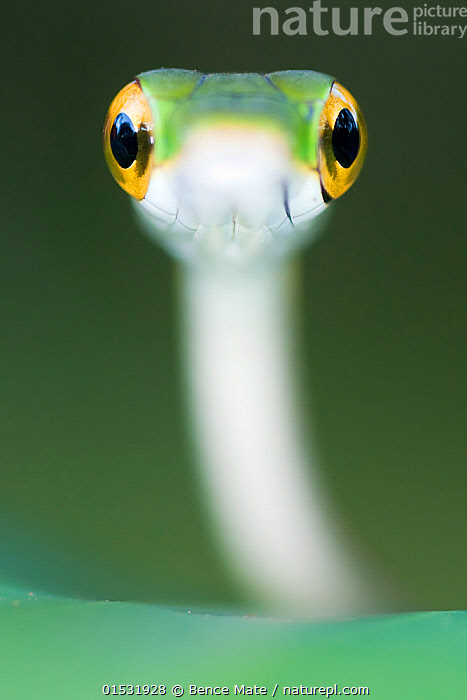 Stock photo of Satiny Parrot snake (Leptophis depressirostris) Santa ...