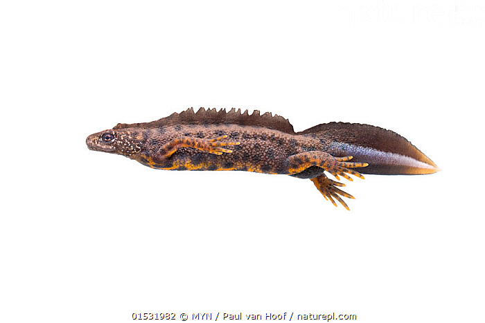 Stock photo of Italian crested newt (Triturus carnifex) male swimming ...