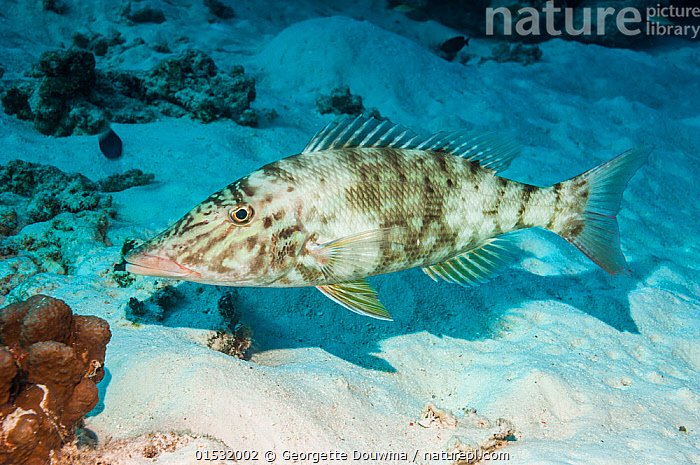 Stock photo of Longface emperor (Lethrinus olivaceus) Similan Islands ...