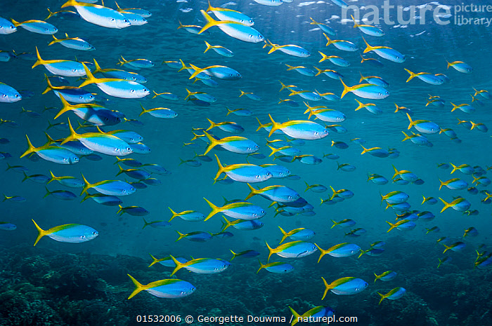 Stock photo of Yellow and blueback fusilier (Caesio teres) shoal ...