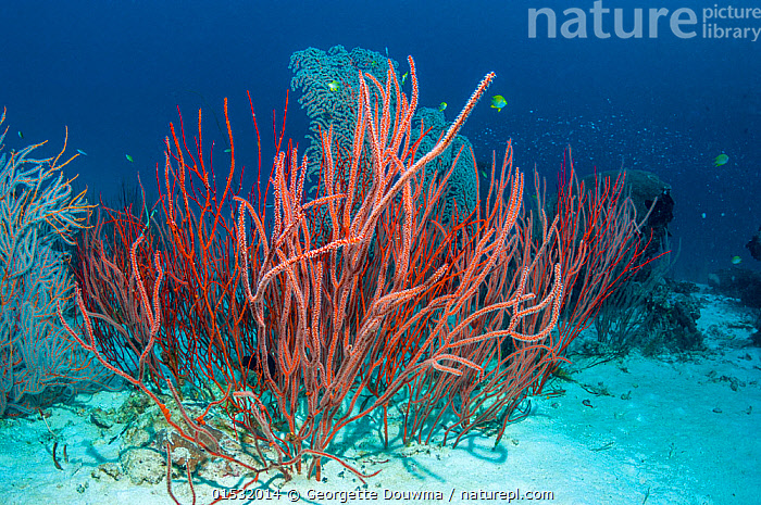 Stock photo of Red sea whip coral (Ellisella ceratophyta) Similan ...