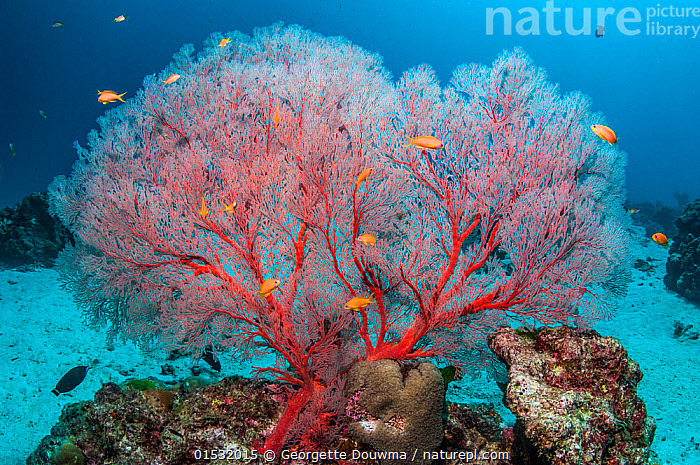 Stock photo of Gorgonian sea fan (Melithaea sp.) with Lyretail anthias ...
