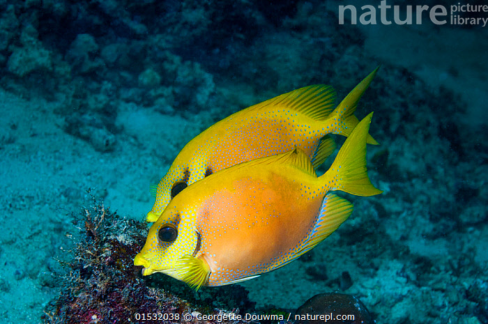 Stock photo of Coral rabbitfish (Siganus corallinus) two swimming side ...