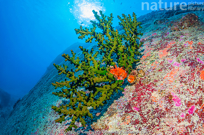 Stock photo of Black tree coral (Tubastrea micranthus) and ...