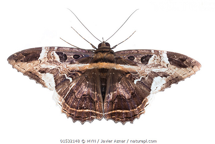 Stock photo of Owlet moth (Letis sp) in cloud forest, Mashpi, Ecuador ...