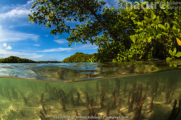 Stock photo of Split level view of Mangrove shoots growing underwater ...