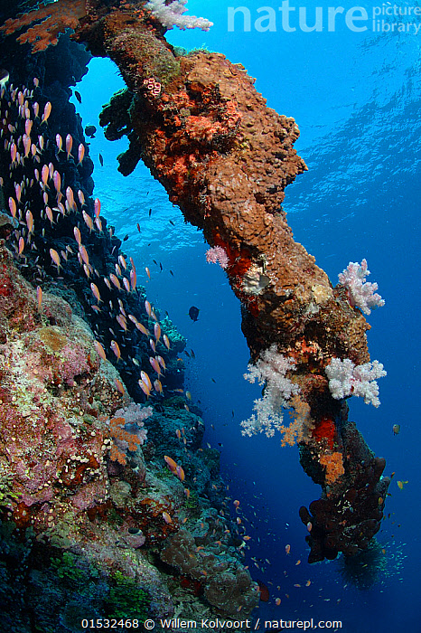 Stock photo of Overgrown old anchor chain with soft corals,hard corals ...