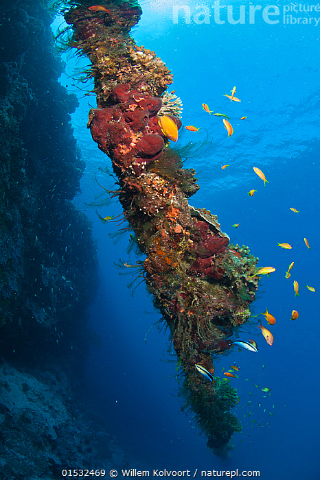 Stock photo of Overgrown old anchor chain with hard corals, hydroid ...