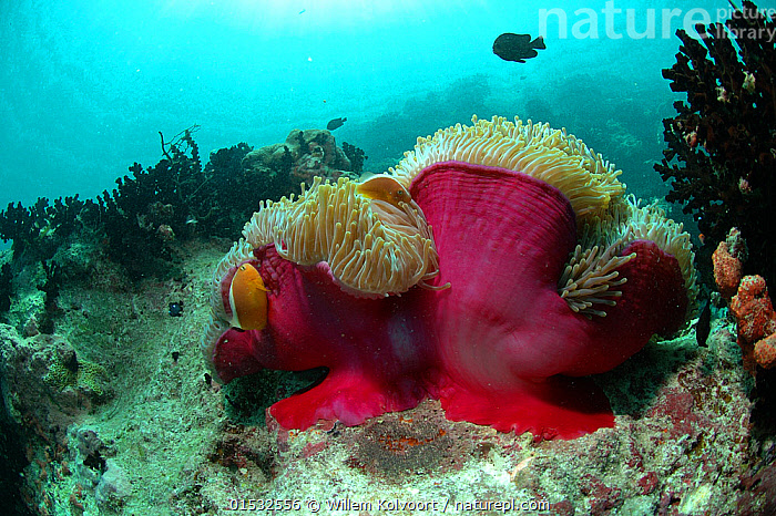 Stock photo of Anemone fish (Amphiprion akallopisos) over anemones in ...