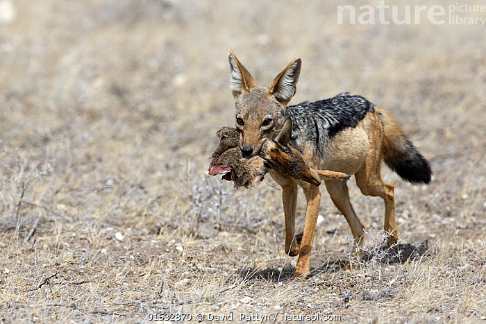 Jackal Head