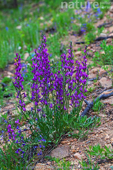 Stock photo of Purple locoweed (Oxytropus lambertii) on roadside verge ...