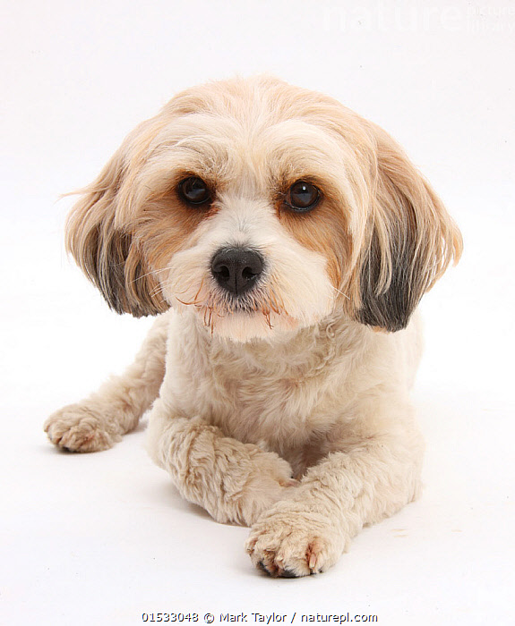 Stock photo of Cavachon, Cavalier King Charles Spaniel cross Bichon ...
