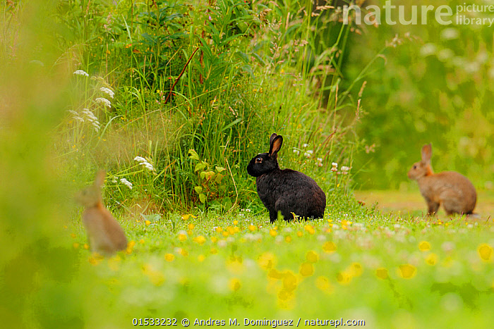 Stock photo of Melanistic rabbit (Oryctolagus cuniculus) with normal ...