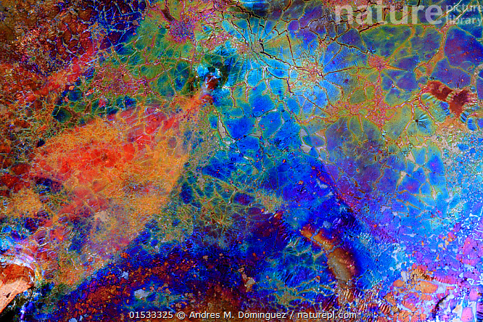 Stock photo of Bacteria (Leptothryx discophora) causing iridescent ...