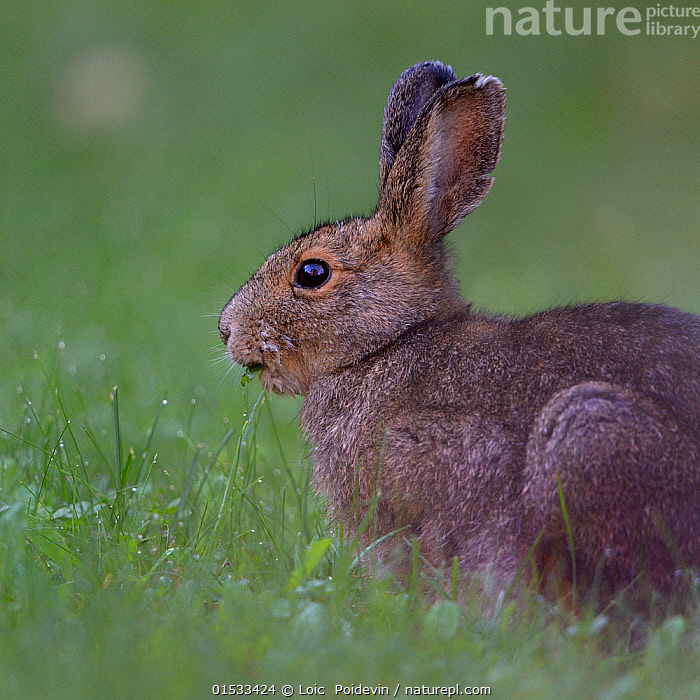 Stock photo of Snowshoe hare (Lepus americanus) in summer coat, Alaska ...