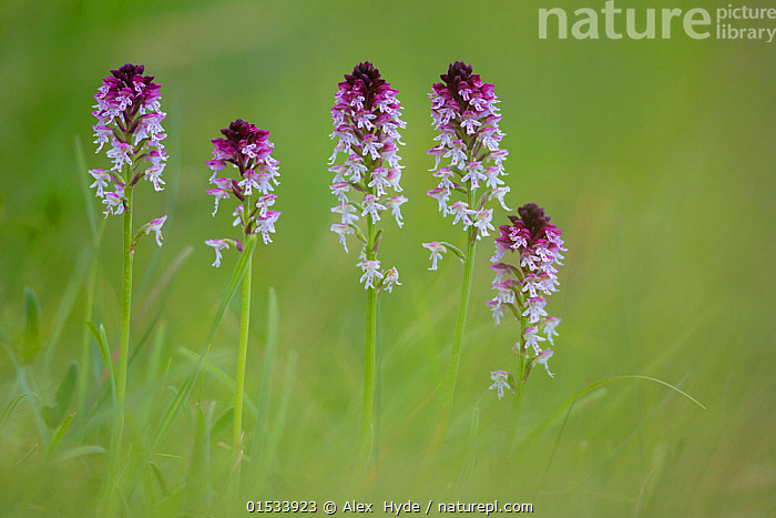 Stock photo of Burnt / Burnt-tip Orchid (Orchis ustulata) flowering in ...