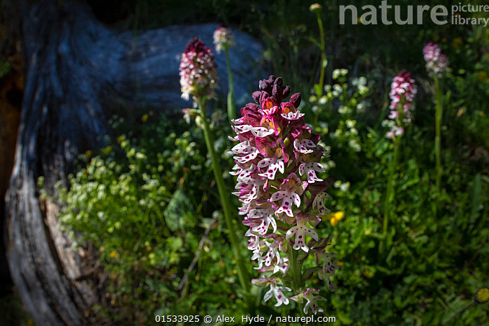 Stock photo of Burnt / Burnt-tip Orchid (Orchis ustulata) flowering in ...