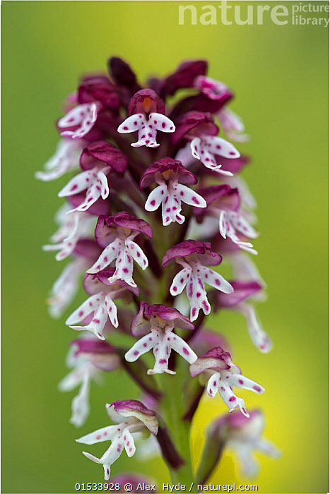 Stock photo of Burnt / Burnt-tip Orchid (Orchis ustulata) flowering in ...