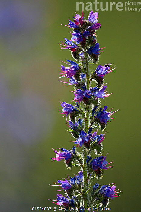 Stock photo of Viper's Bugloss / Blueweed (Echium vulgare) Nordtirol ...