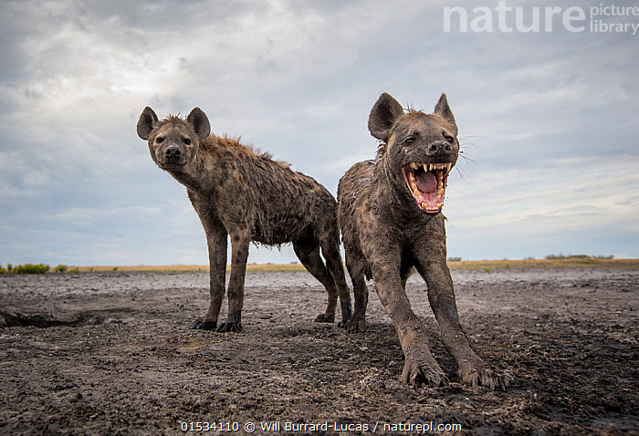 The Hilarious Case of the Misunderstood Hyenas: A Tale of Four Years of ...